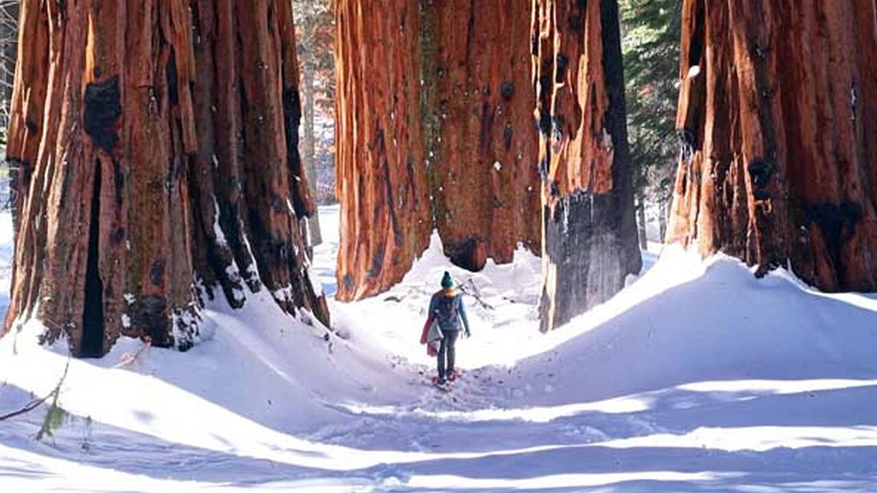 Sequoia National Park Is Open* - Totem Market